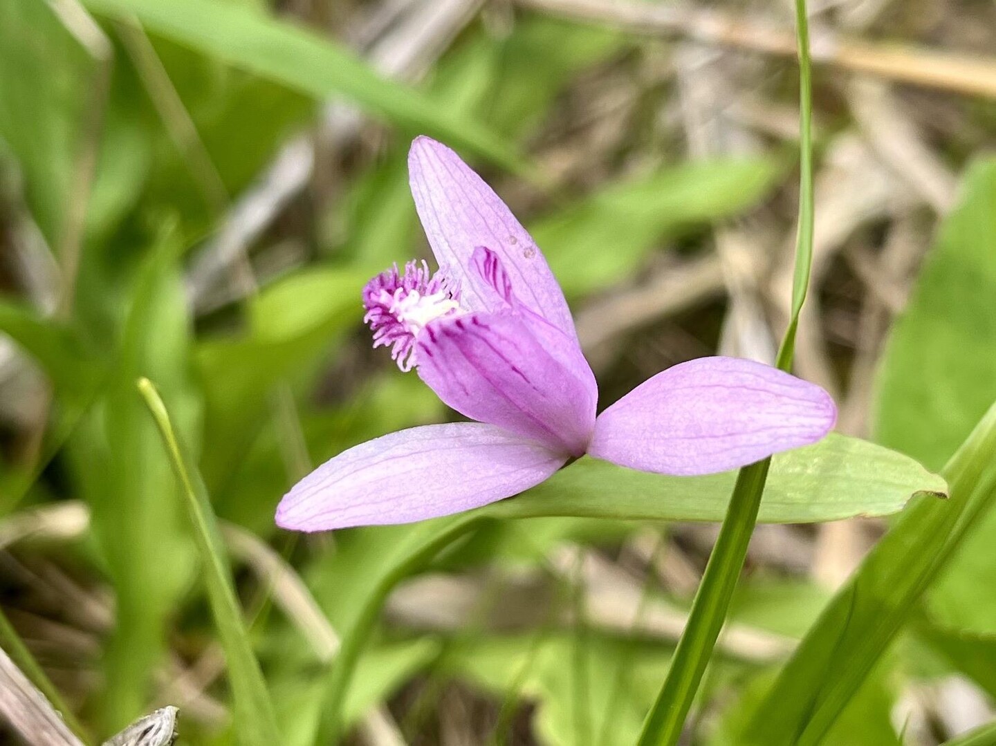 5/30(木) 綱木湿原・五十公野公園へ... / w823hさんのモーメント | YAMAP / ヤマップ