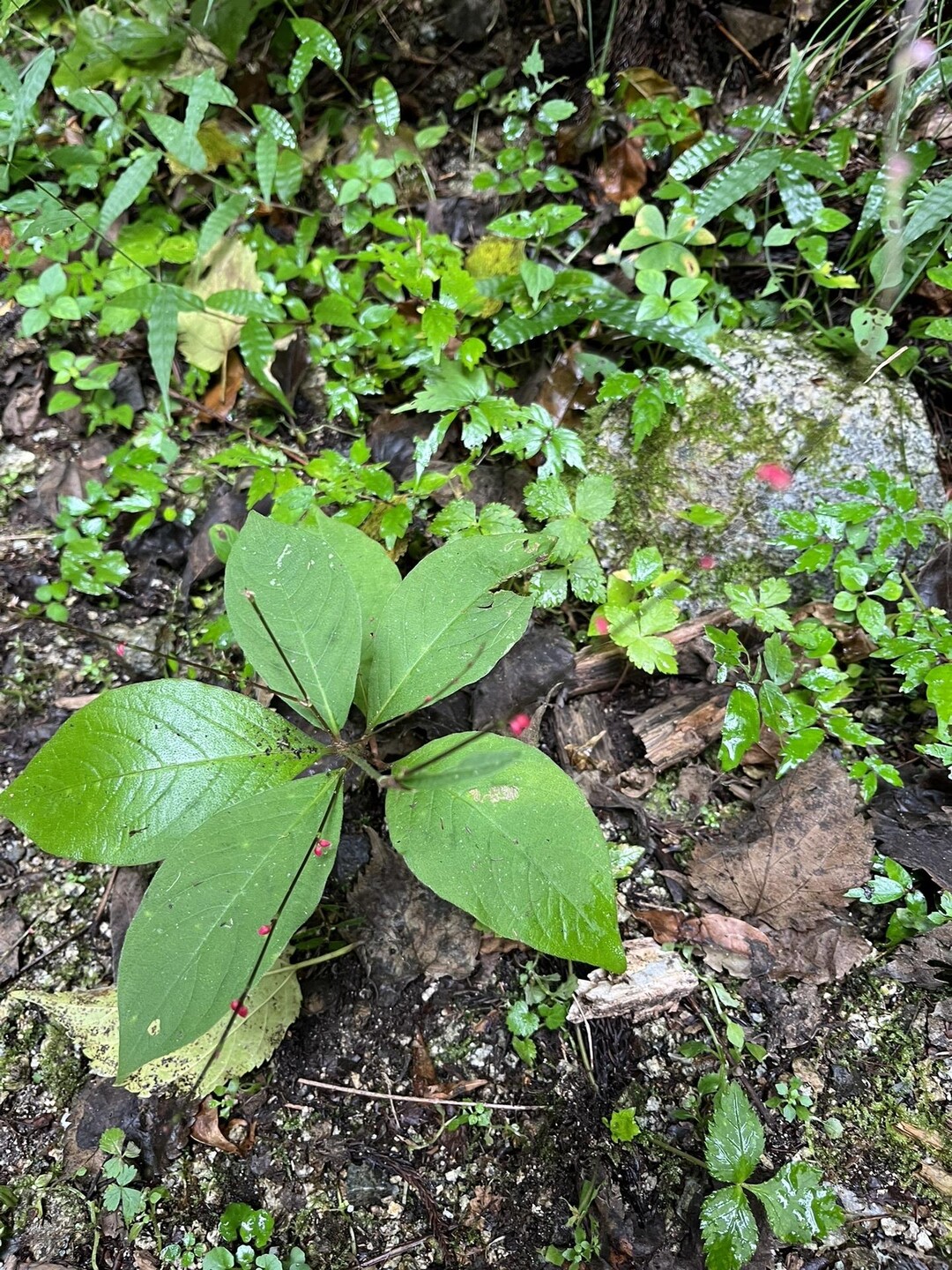 金剛山おっさん3人飲み会 / gonkeさんの金剛山・二上山・大和葛城山の活動データ | YAMAP / ヤマップ