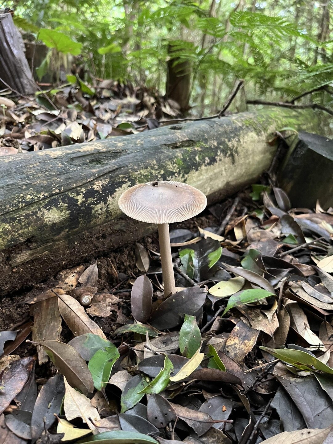 陣ノ岡 / otamaさんの陣ノ岡・横尾岳の活動データ | YAMAP / ヤマップ