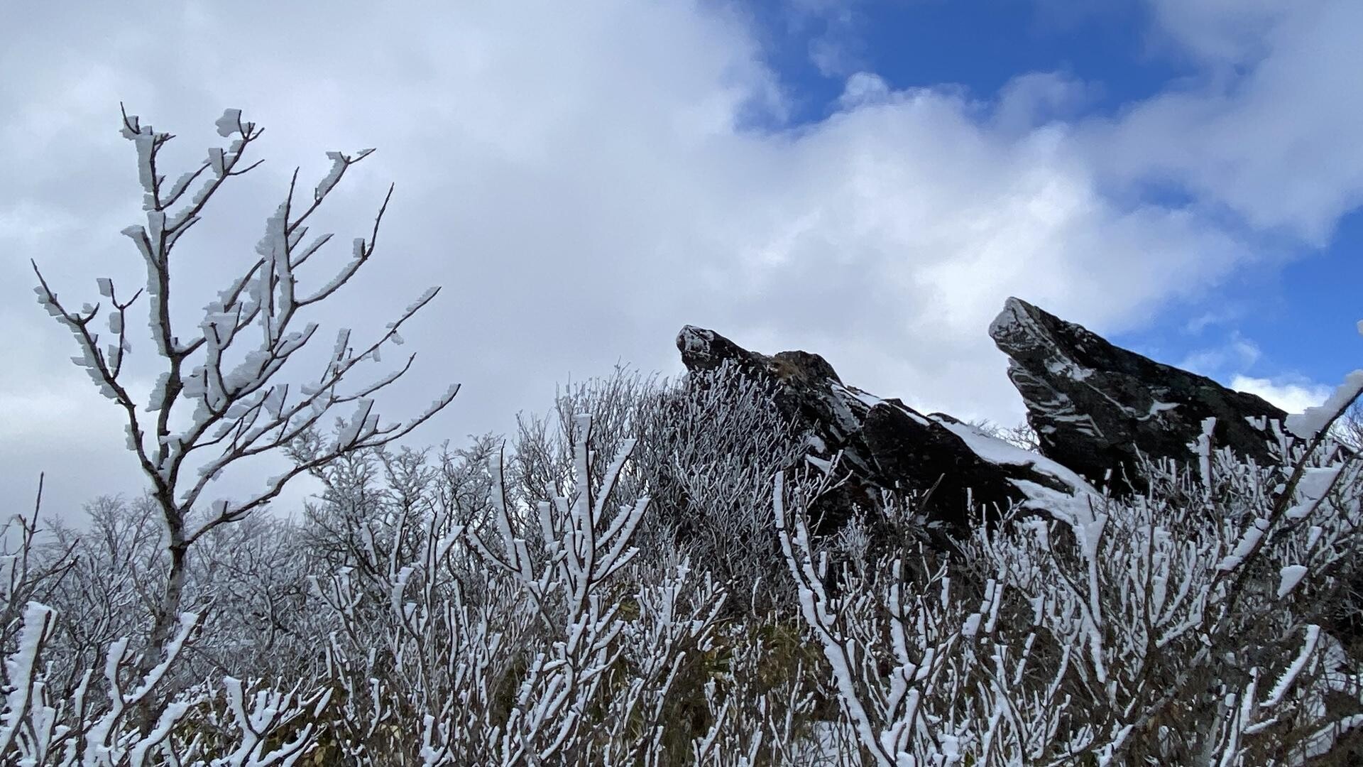 物見山(種山) ️ふわふわの雪歩き ️ / koroさんの物見山（種山）の活動データ | YAMAP / ヤマップ