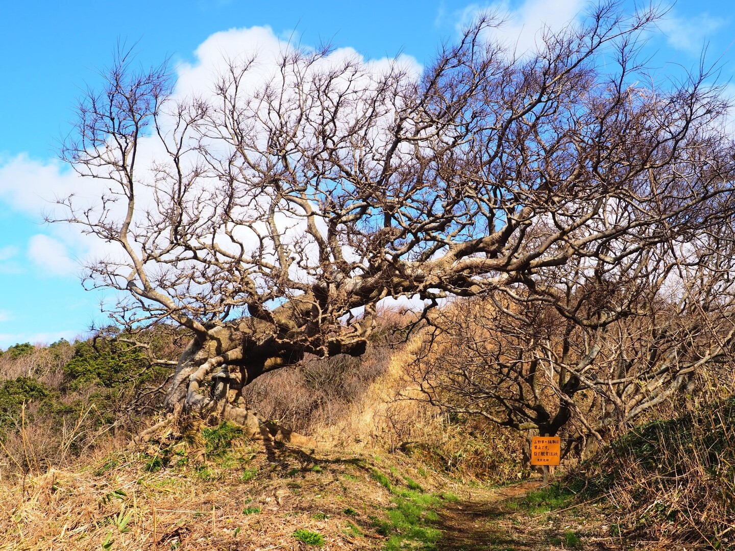 日本海からの強風を受けて、自然の造形で神... / 天ぷらケンジJyJyさんのモーメント | YAMAP / ヤマップ