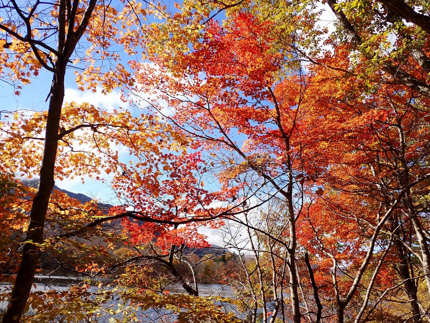 ウォーキング-2024-11-10 / Sarahさんのウォーキングの活動データ | YAMAP / ヤマップ