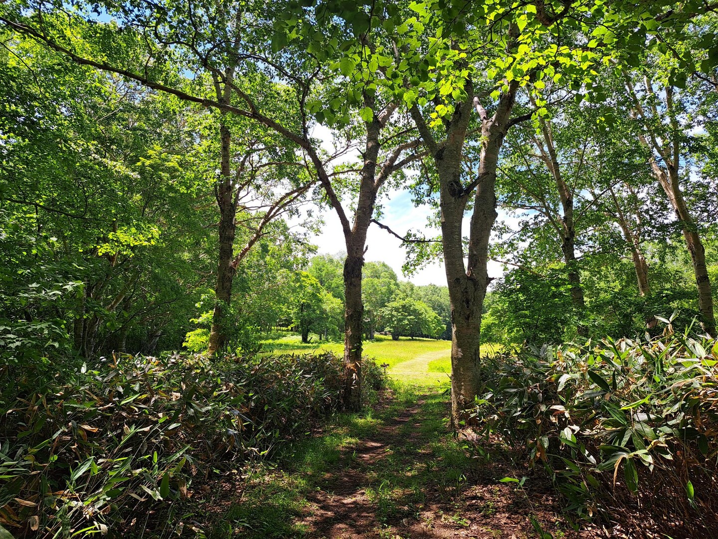 岩神山 リハビリ散歩とワラビ採り / Ku-minさんの兜明神嶽（兜明神岳）・岩神山の活動日記 | YAMAP / ヤマップ