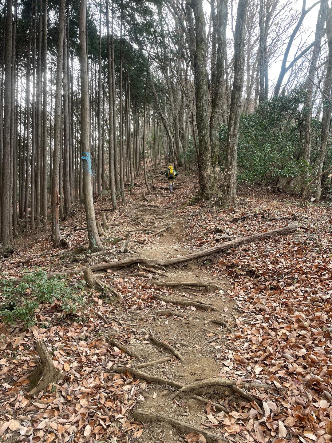 古里駅→御岳山→日の出山→御嶽駅 / Shoji-nさんの大岳山・御岳山・御前山の活動データ | YAMAP / ヤマップ