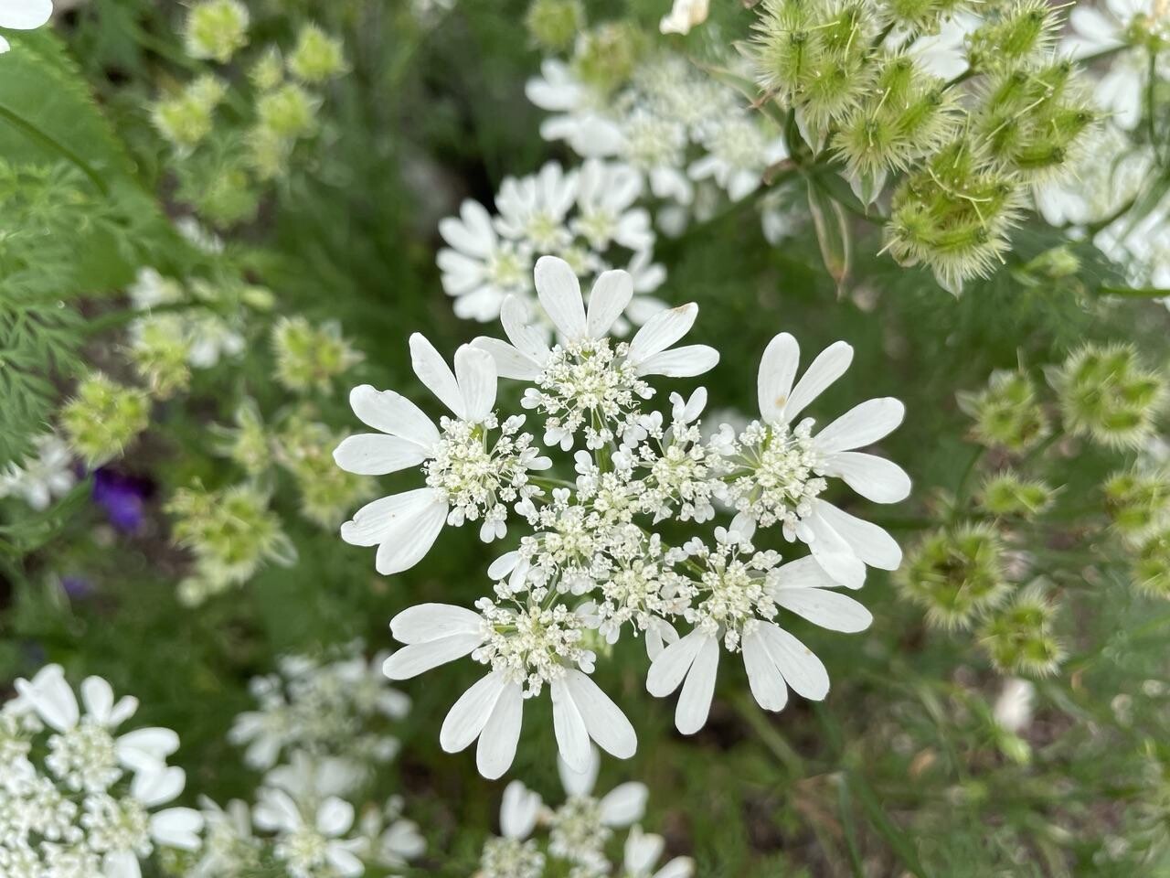 peach。のページ | YAMAP / ヤマップ