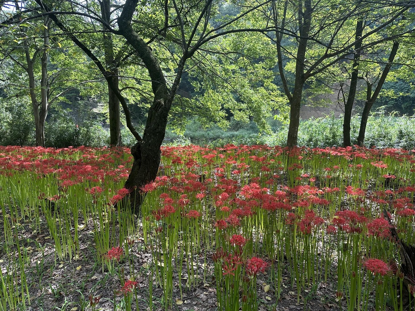 高麗駅から巾着田の曼珠沙華を見に行ってき... / Amyさんのモーメント | YAMAP / ヤマップ