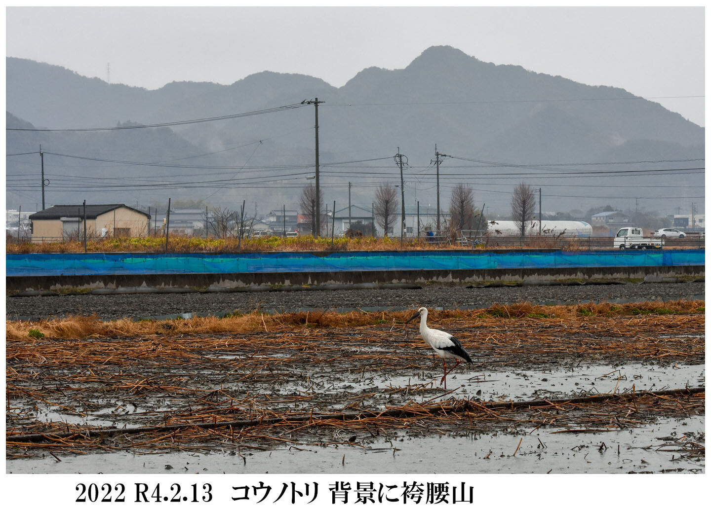 コウノトリ 2022 R4.2.13 ... / 袴腰のベニトンボさんのモーメント | YAMAP / ヤマップ