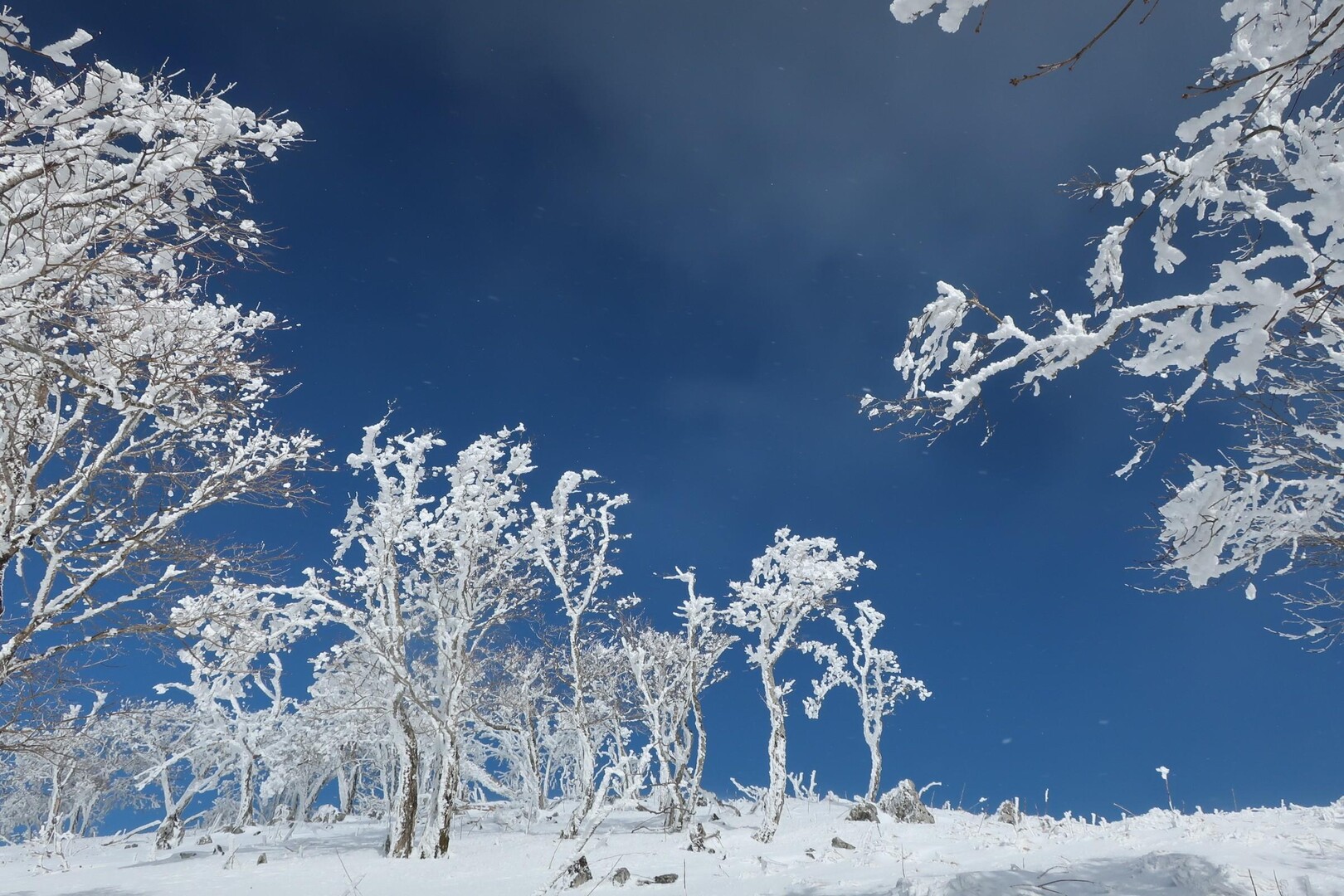 ️新雪踏み締め藤原岳から御池岳縦走 / Heart Goldさんの藤原岳・御池岳の活動日記 | YAMAP / ヤマップ