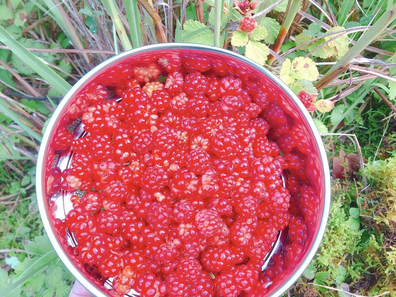 山中湖で収穫した木苺（ナワシロイチゴ）で... / kiyoさんのモーメント | YAMAP / ヤマップ