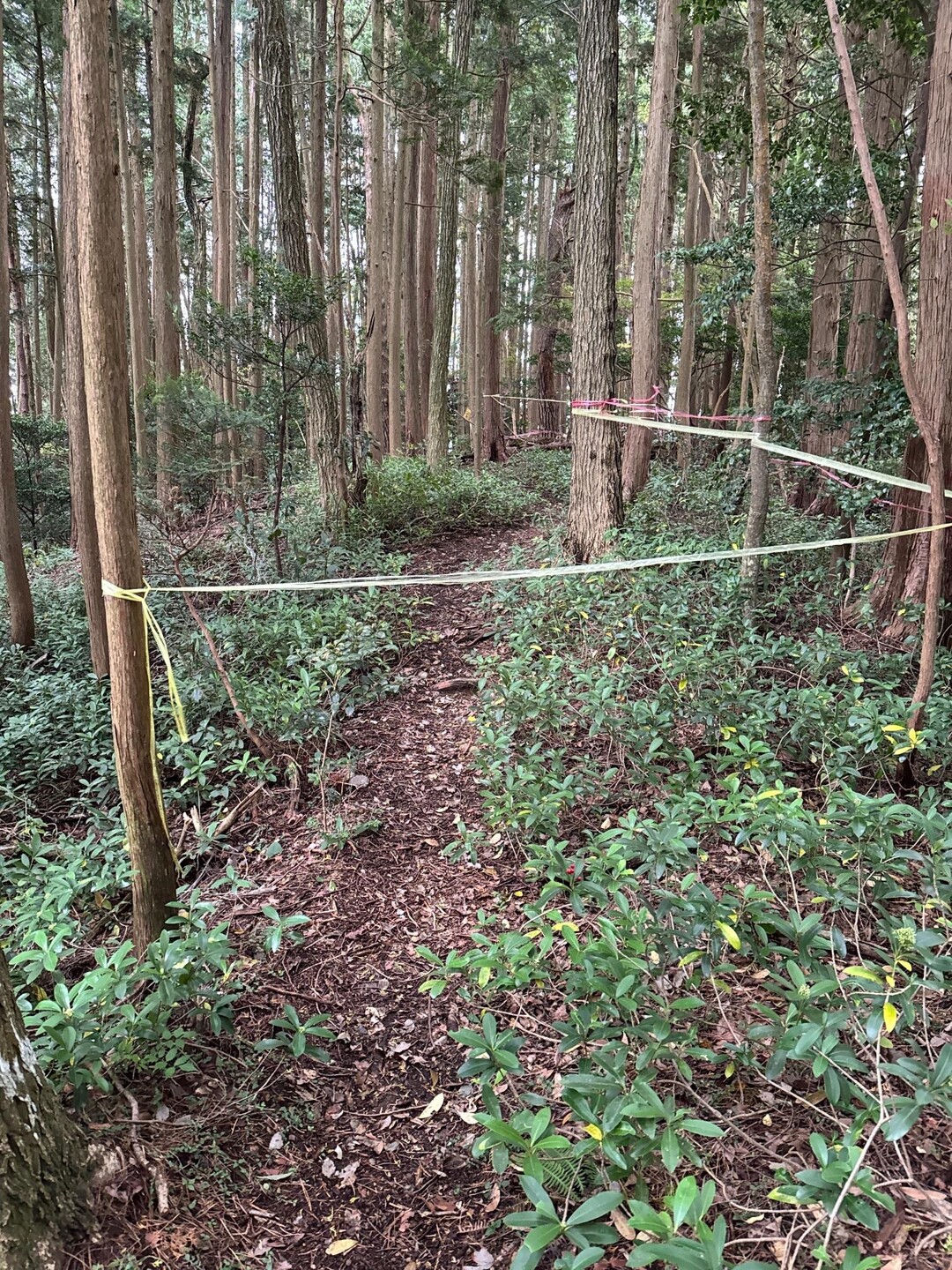 ysさんの投稿したフィールドメモ | YAMAP / ヤマップ