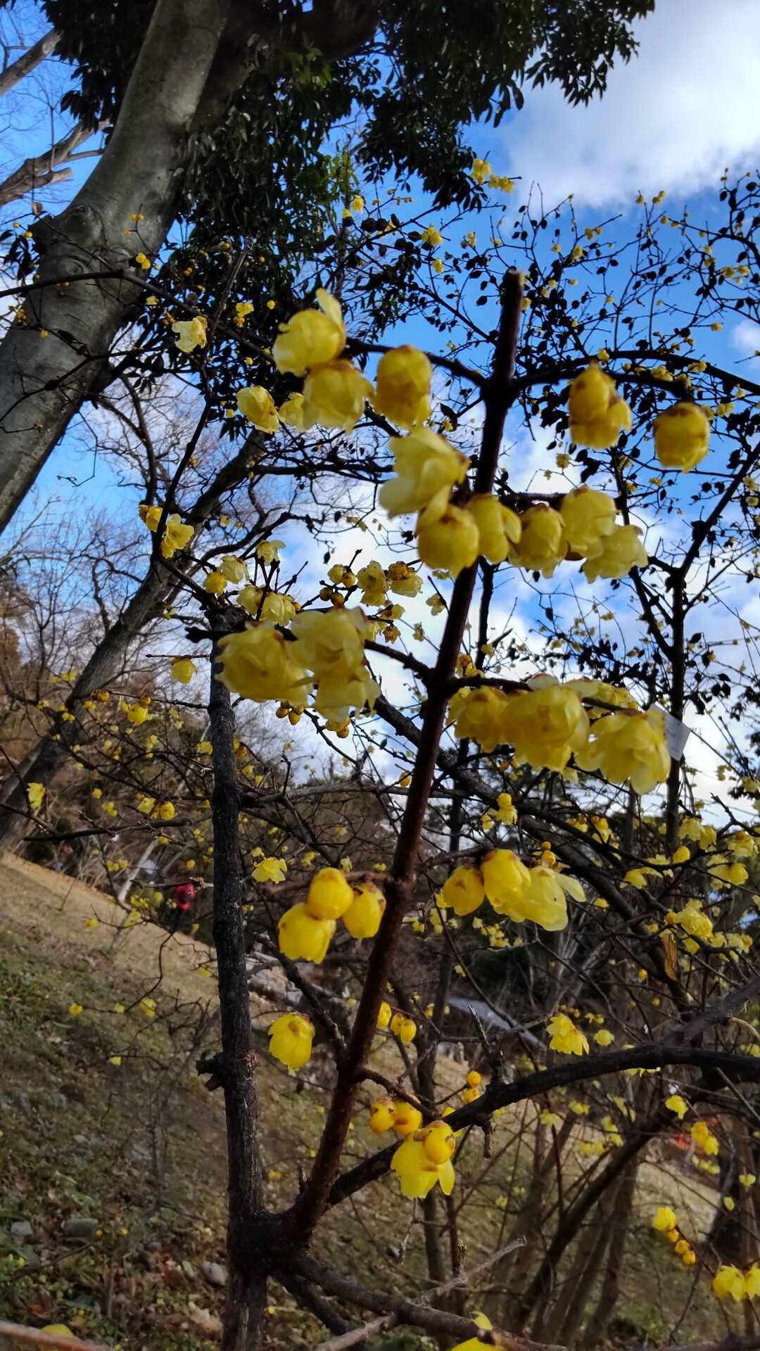 久しぶりの植物園 / kyoukoさんのモーメント | YAMAP / ヤマップ
