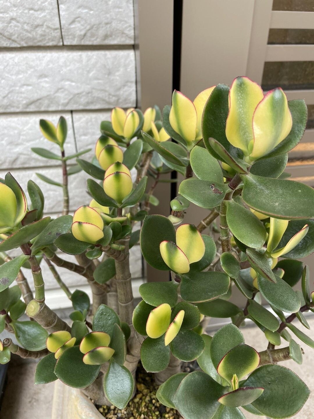 " かねのなる木 " 🤩一週間ぐらいか... / よっしー3110さんのモーメント | YAMAP / ヤマップ