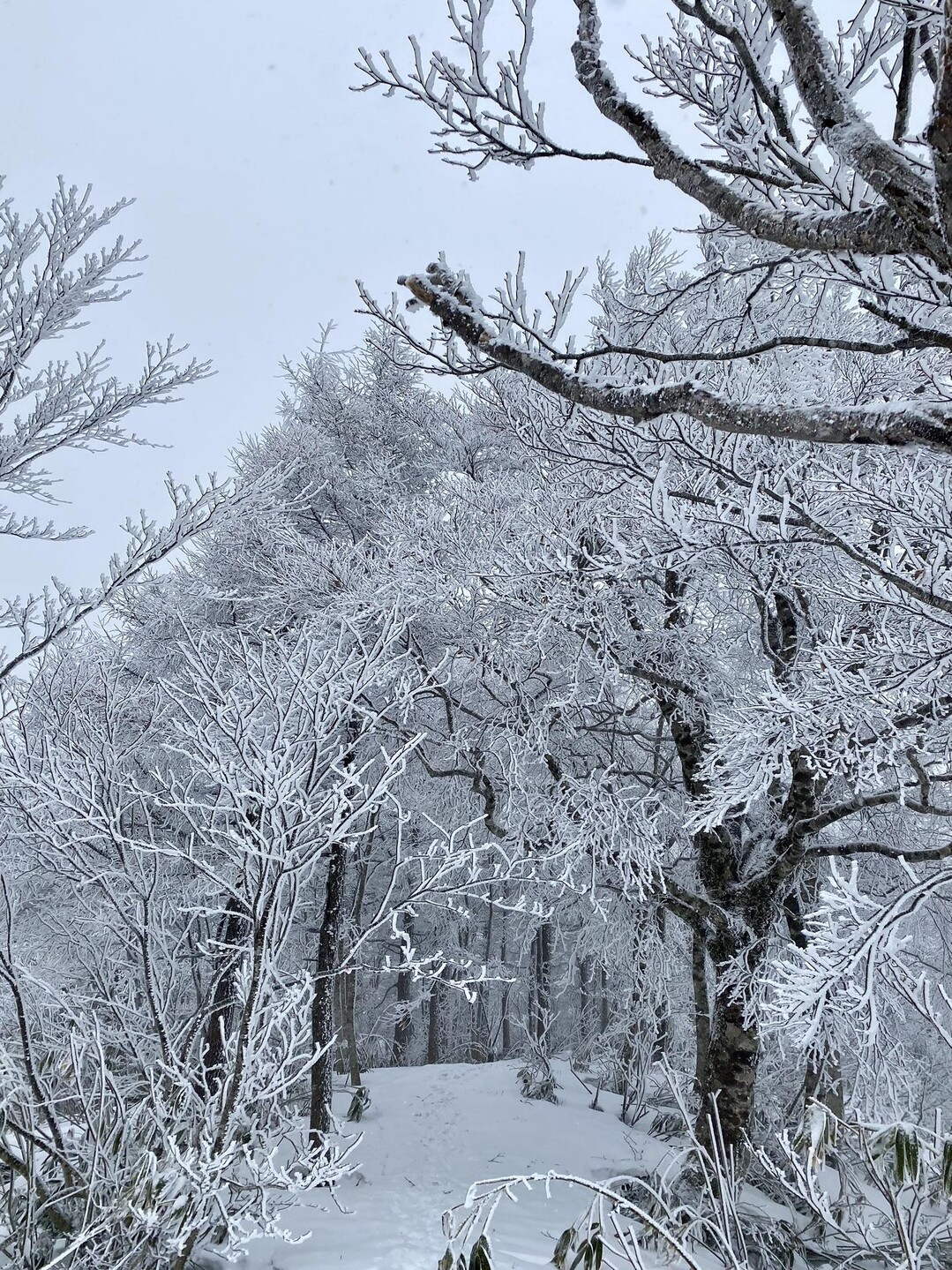 猪臥山 / yumikoさんの猪臥山の活動データ | YAMAP / ヤマップ