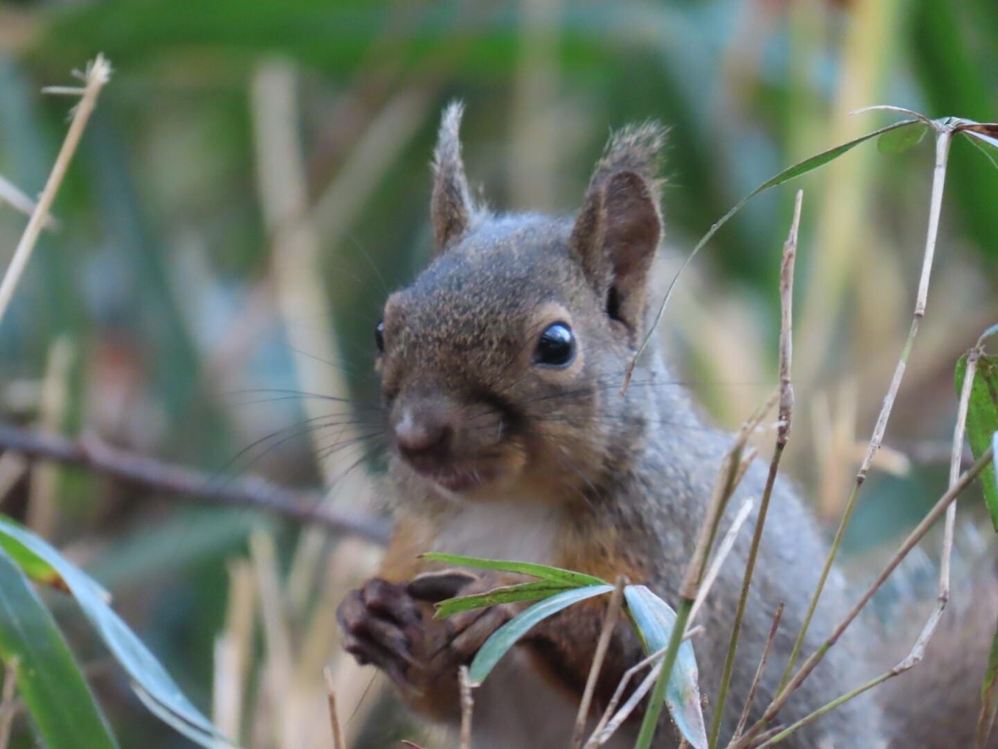 初登りは二上山🐿 / mamiさんの金剛山・二上山・大和葛城山の活動データ | YAMAP / ヤマップ