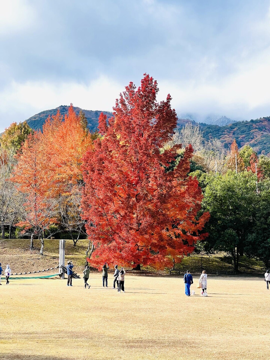 三重県民の森(菰野町)の楓の木が見頃です... / Mt.Gさんのモーメント | YAMAP / ヤマップ