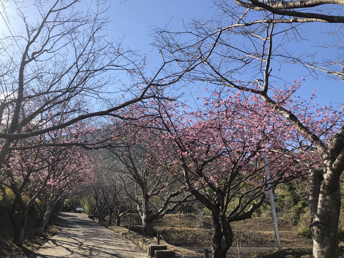 開聞岳登山口の早咲きの桜が咲き始めました... / fumi 🍇さんのモーメント | YAMAP / ヤマップ