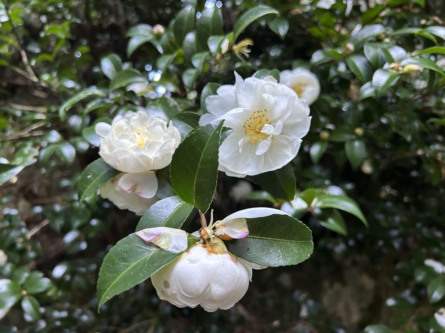 🧗ホワイトチムニー🧗 2024-11-04 / ☆miko☆さんの金毘羅山・翠黛山・焼杉山の活動データ | YAMAP / ヤマップ