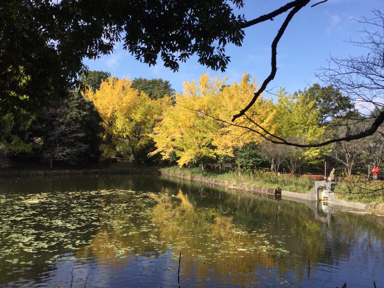 横浜市-中央エリア-2021-11-08 / mickeyさんのウォーキングの活動データ | YAMAP / ヤマップ