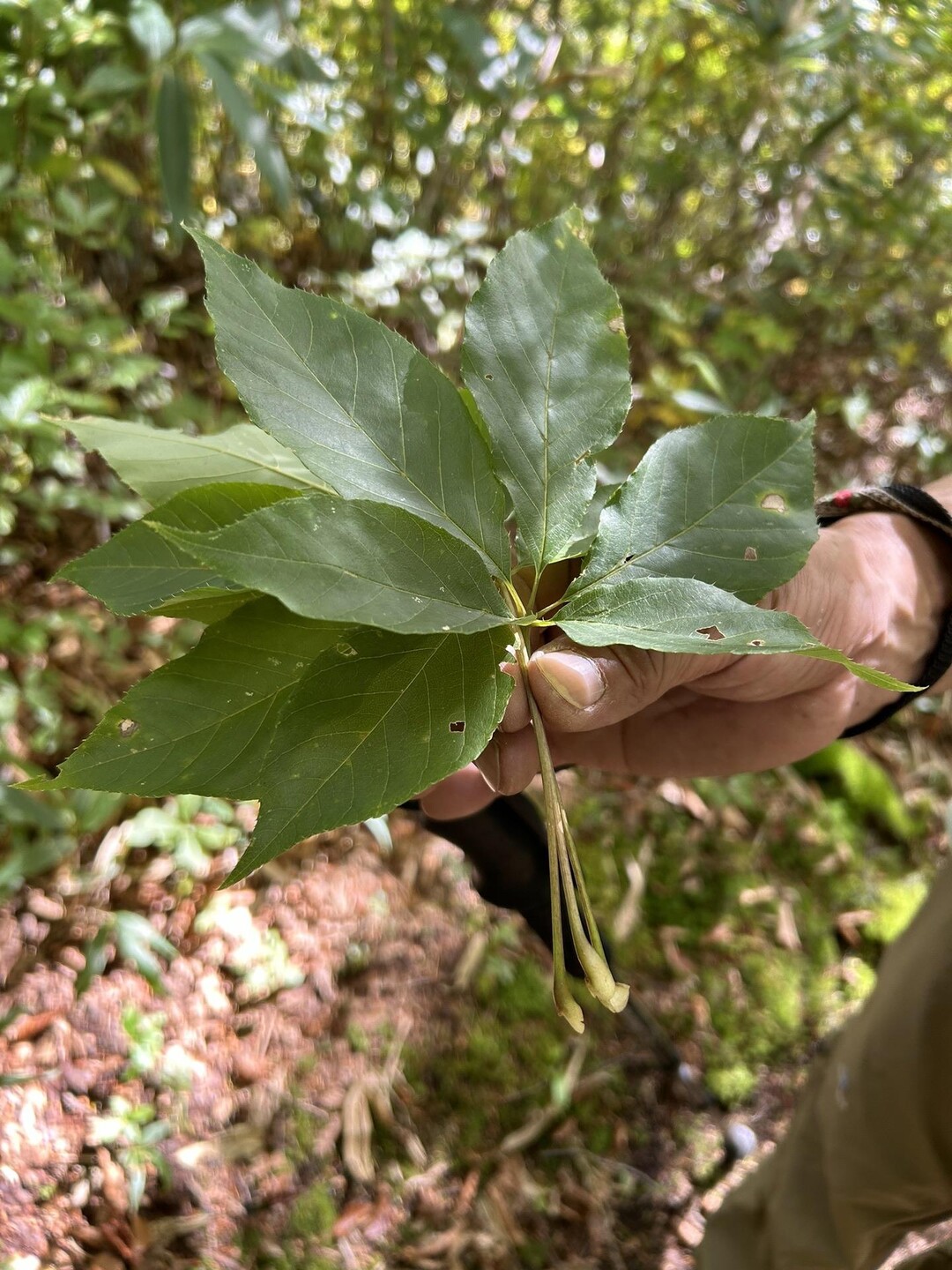 写真撮りすぎた② / masako_さんのモーメント | YAMAP / ヤマップ