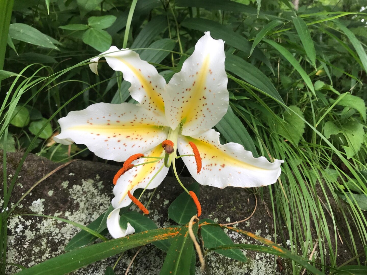 (横浜)県立四季の森公園散策-2024-07-11 / MasterTNSさんの横浜市 北エリアの活動データ | YAMAP / ヤマップ