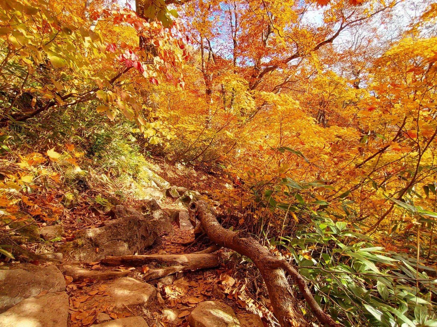 火打山 / tom_gさんの妙高山・火打山の活動データ | YAMAP / ヤマップ