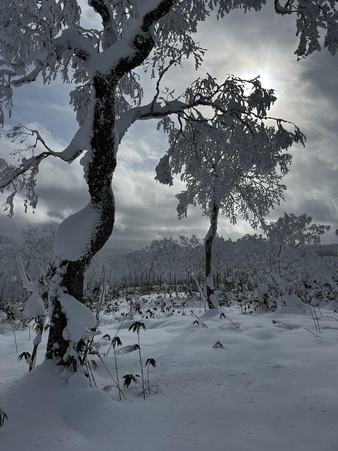 蓬莱山 / すりーぷさんの蓬莱山(北海道喜茂別町)の活動データ | YAMAP / ヤマップ