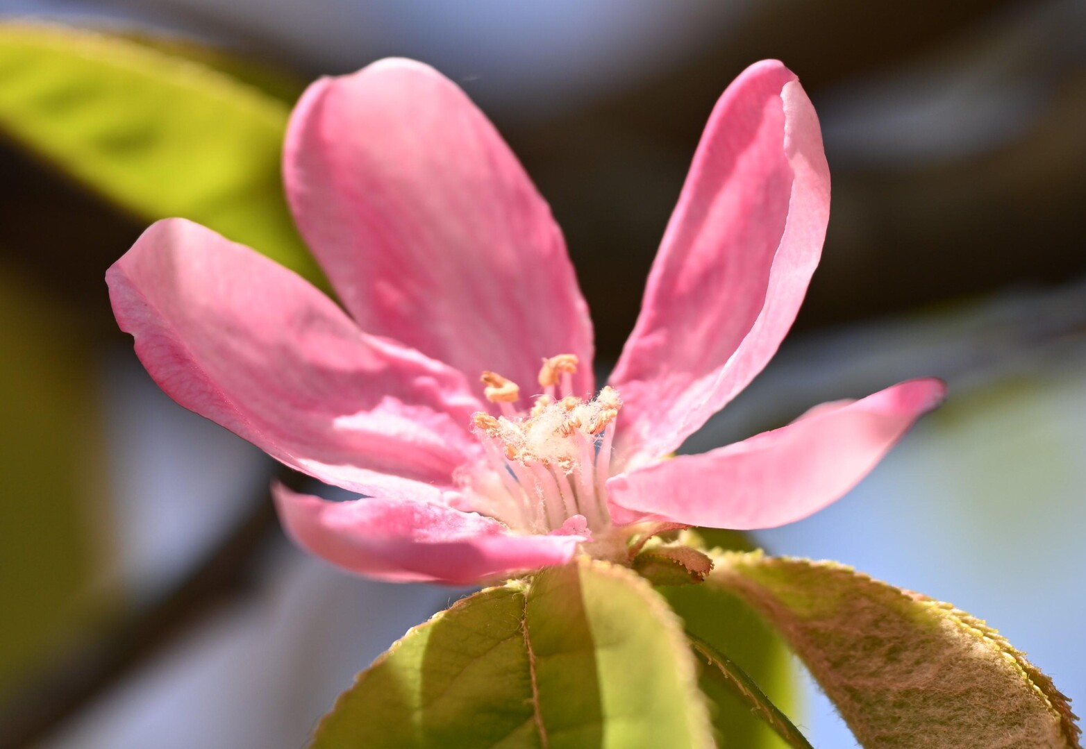 カリンの花 咲きたてのみずみずしさに感動... / 四国の花Moment🤗🌱ー花と山のグラビアサイトーさんのモーメント | YAMAP / ヤマップ