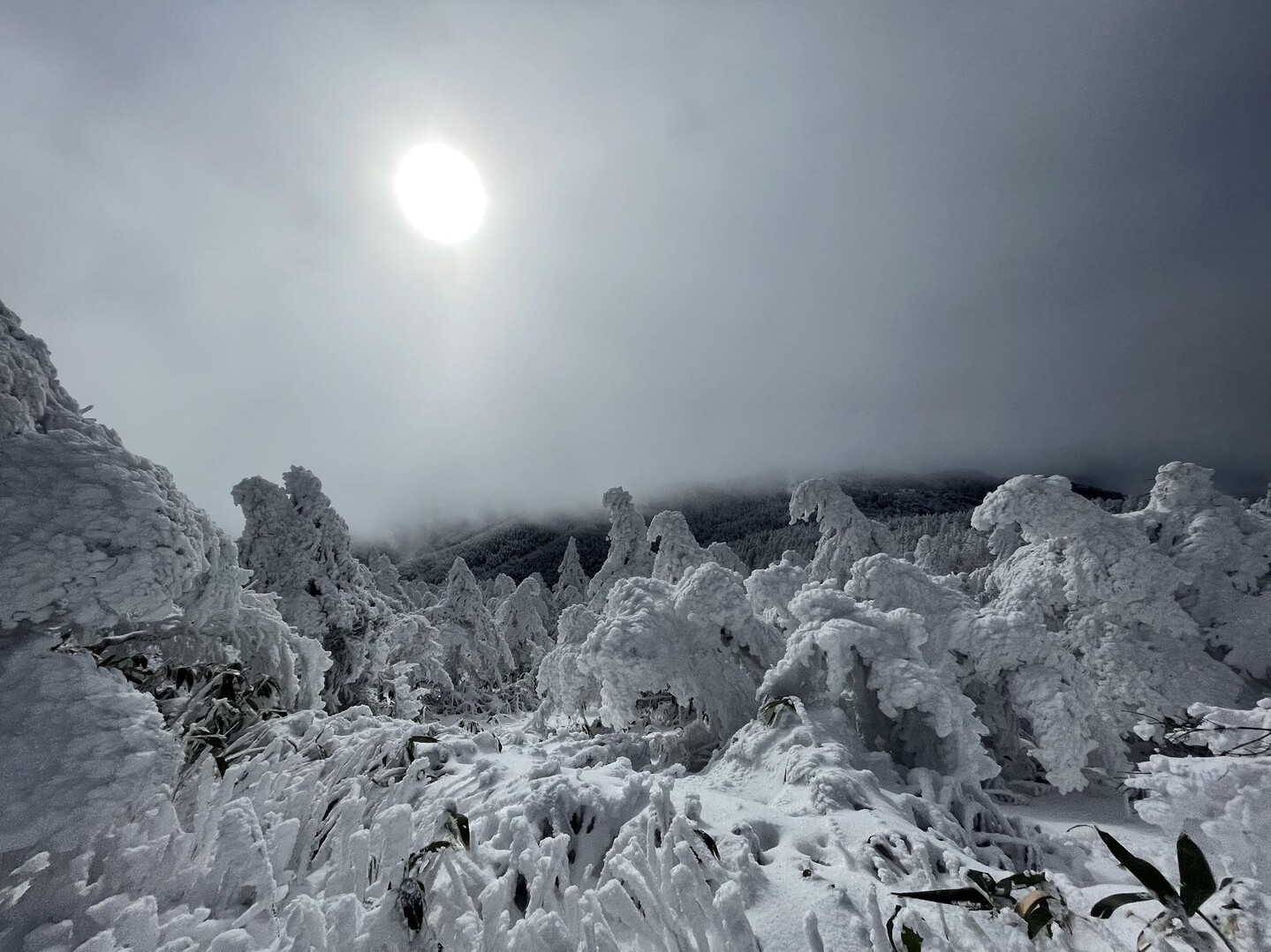 南沢山・横川山セブンサミット2-1 / ANZUNUKOさんの恵那山・大判山・神坂山の活動データ | YAMAP / ヤマップ
