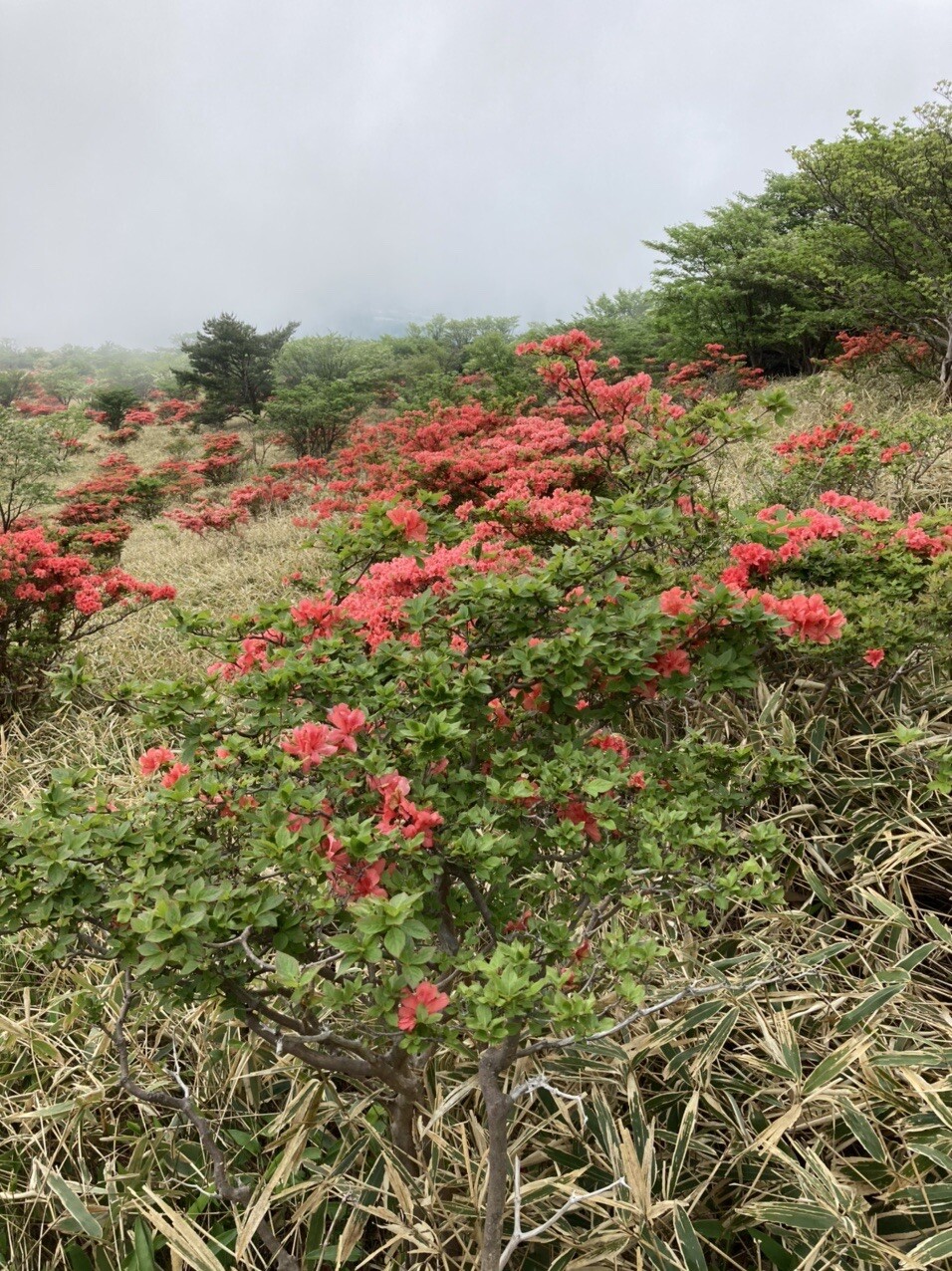 鍋割山（赤城）-2021-5-22 / Aokatiさんのウォーキングの活動データ | YAMAP / ヤマップ