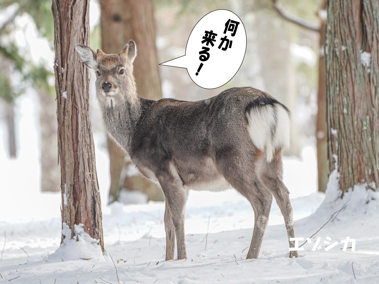 どっかり降りましたね〜🌨 今回の雪は気... / 😺Sammyさんのモーメント | YAMAP / ヤマップ