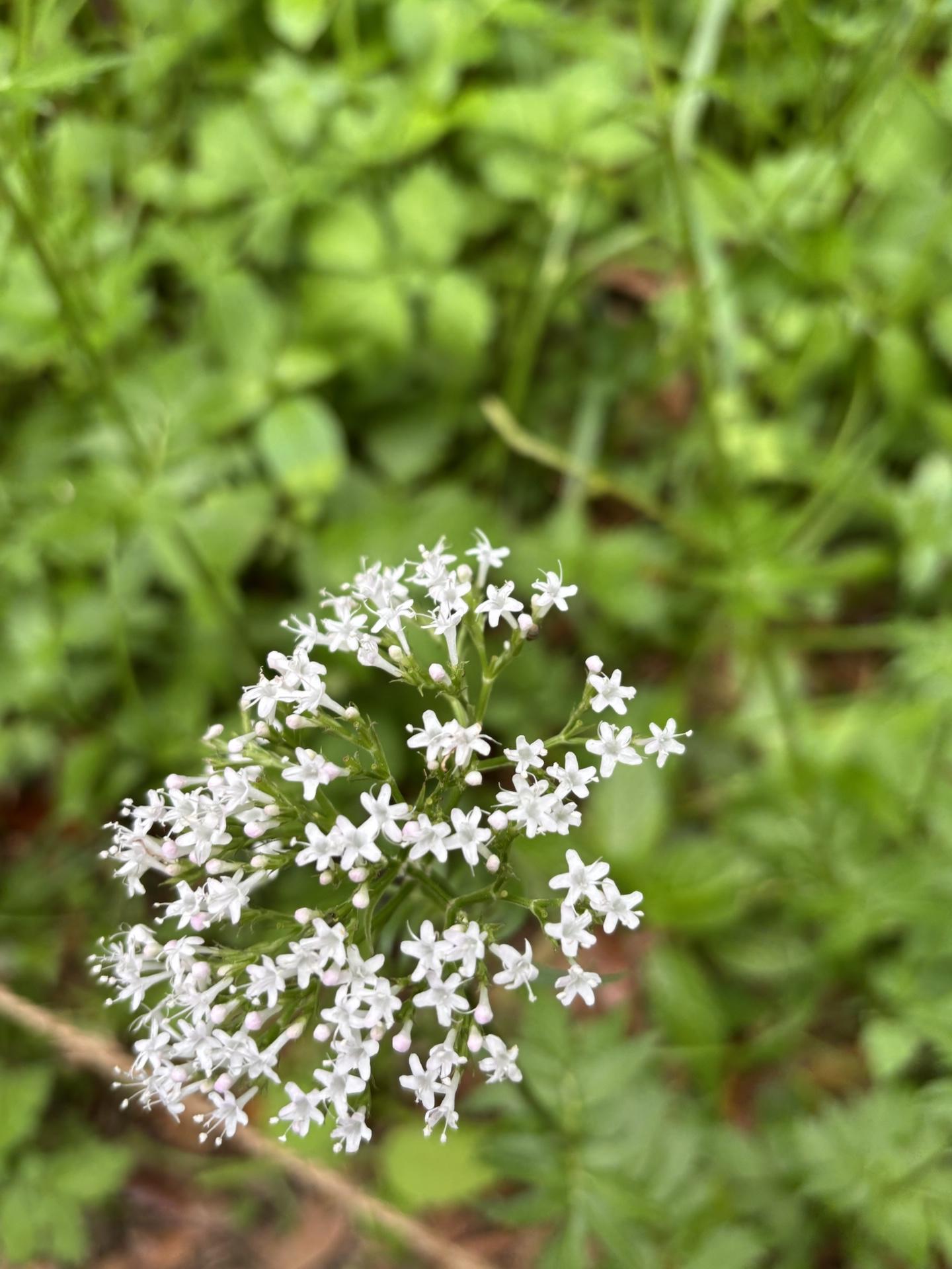 5月の山の記録🏔️ 白岳〜松尾山 山の... / ひーちゃんさんのモーメント | YAMAP / ヤマップ