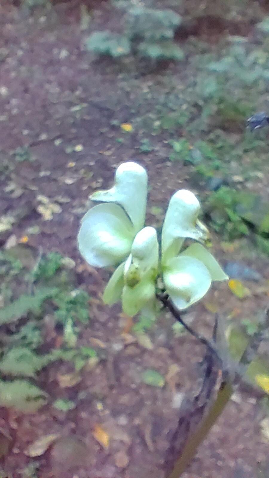 白トリカブト / kumomaさんのモーメント | YAMAP / ヤマップ