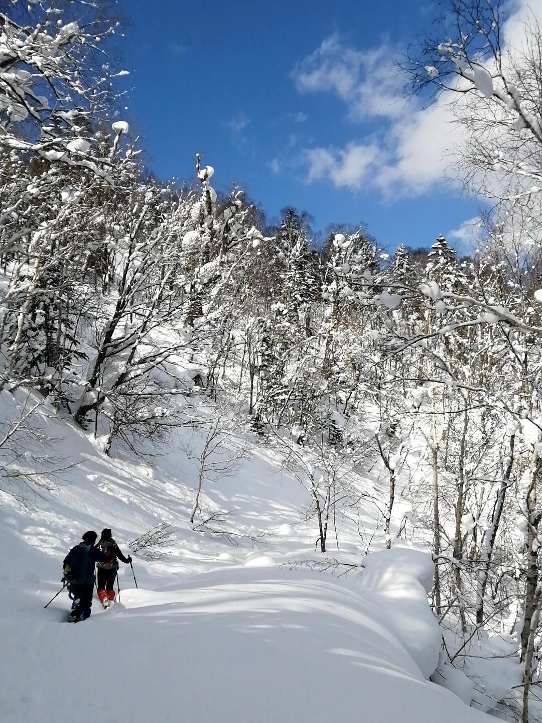 800m峰・大曲山 / ミトンさんの札幌岳・空沼岳の活動日記 | YAMAP / ヤマップ