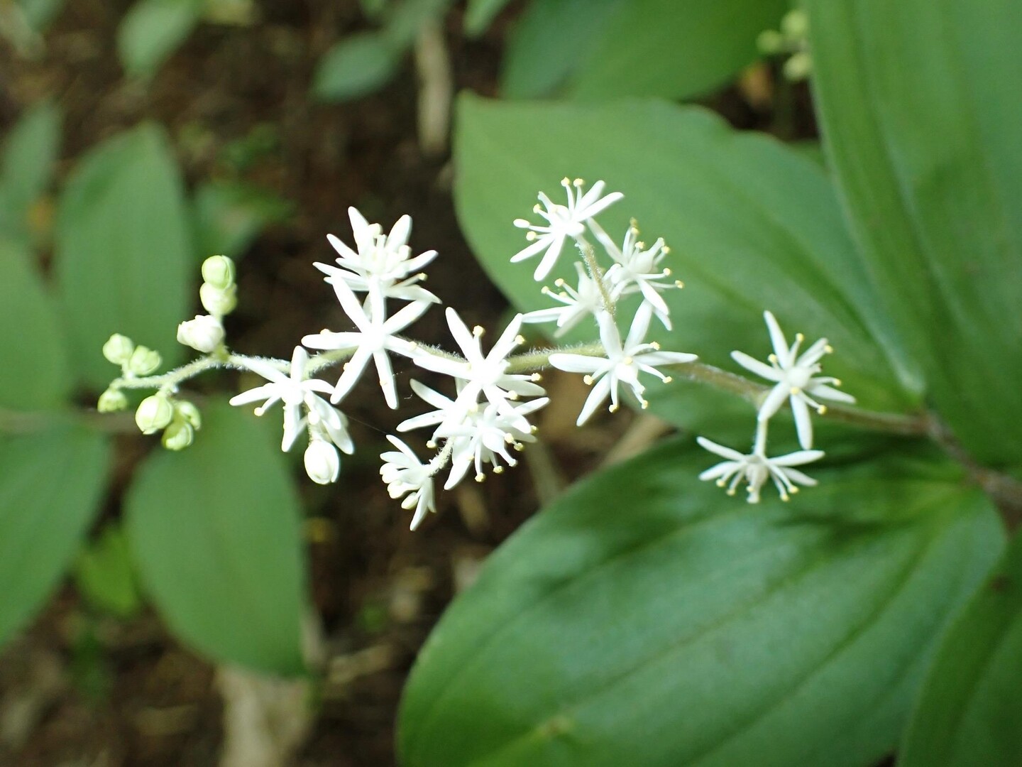 花探し / shanneiさんの登山の活動データ | YAMAP / ヤマップ
