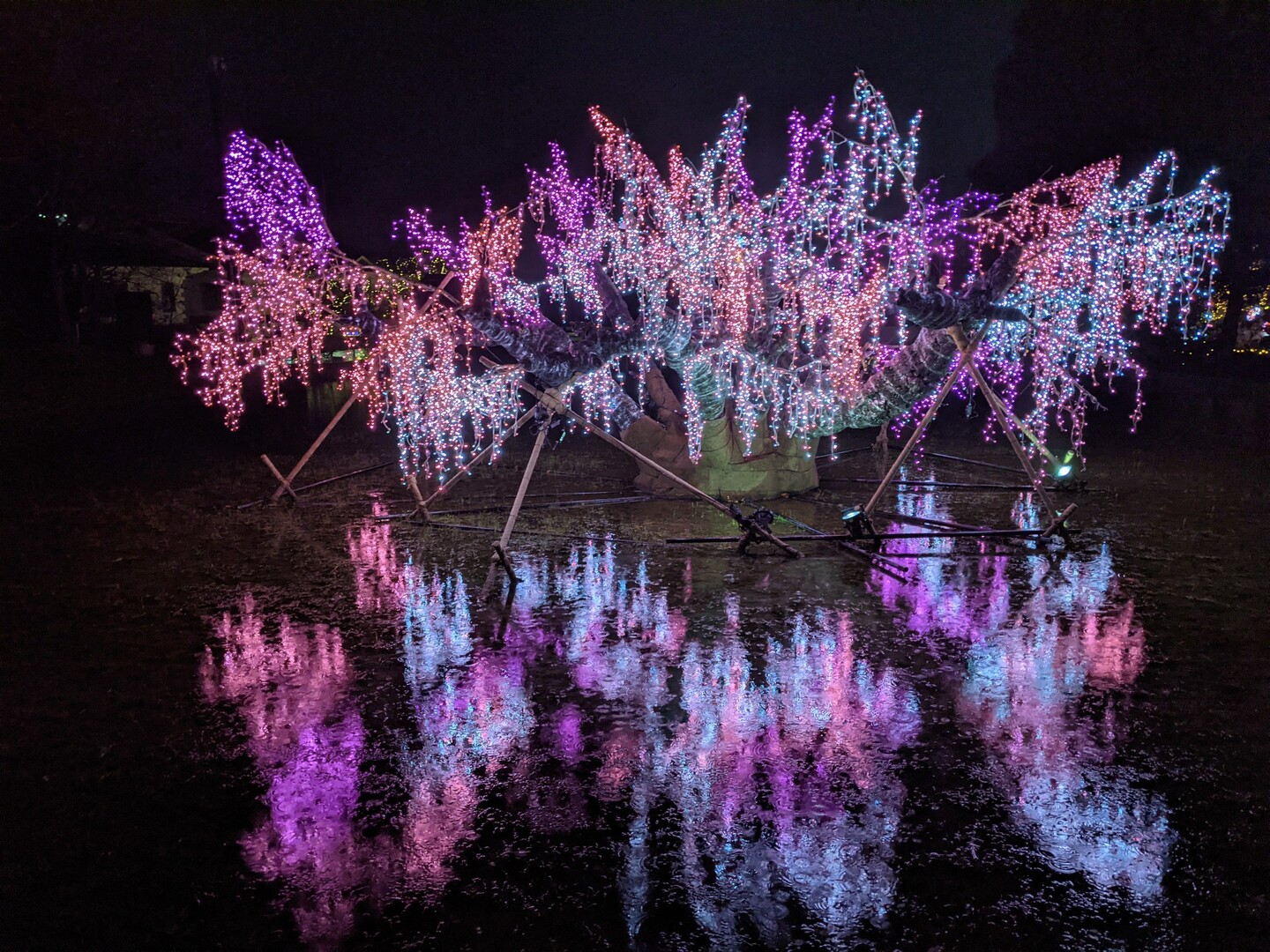 日曜日 雨の中の イルミネーション / LEMON🍋さんのモーメント | YAMAP / ヤマップ