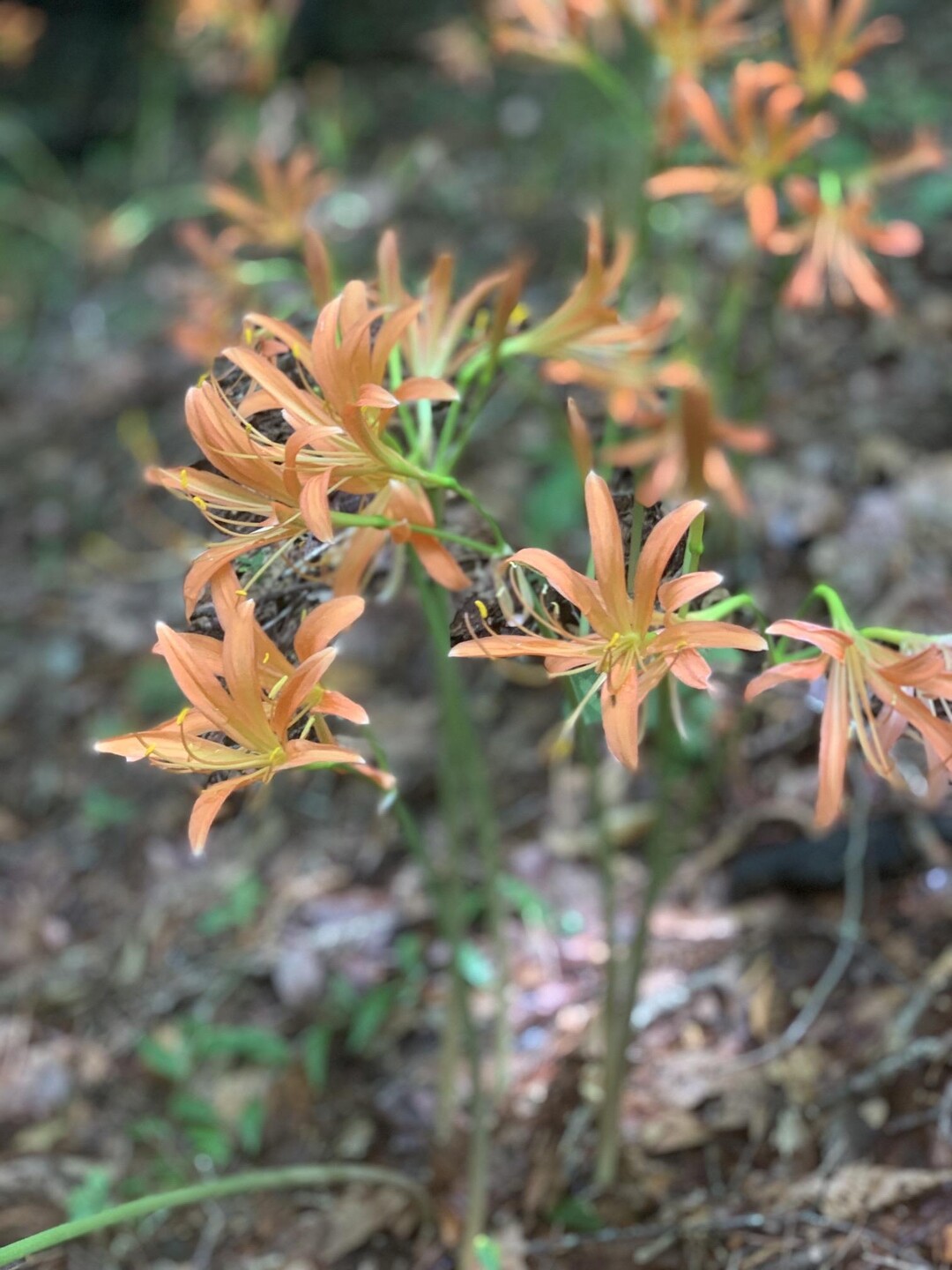 大栗山・月ヶ平 / あずきさんの天狗棚・1200高地（天狗ノ奥山）・碁盤石山の活動データ | YAMAP / ヤマップ
