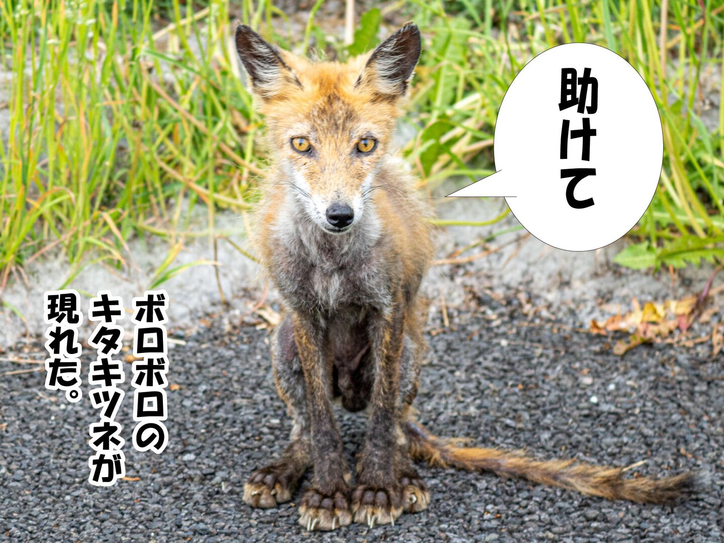 暑いので山には行かず。 大雪山なら涼しい... / 😺Sammyさんのモーメント | YAMAP / ヤマップ