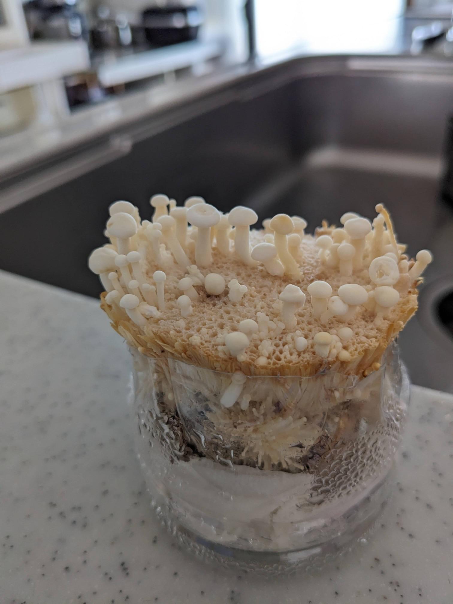 菌活🍄 再生えのきやってみた http... / でかたるさんのモーメント | YAMAP / ヤマップ