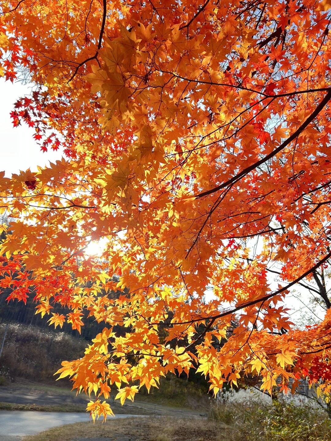 錦秋の西沢渓谷・*:..｡o ☼*ﾟ・ / eriさんの甲武信ヶ岳の活動データ | YAMAP / ヤマップ