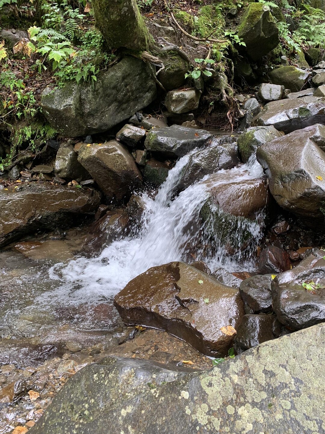 武尊山・鹿俣山・尼ヶ禿山-2022-09-03 / 🌈 ピーチ Peach 🍑さんの武尊山・鹿俣山・尼ヶ禿山の活動データ | YAMAP / ヤマップ