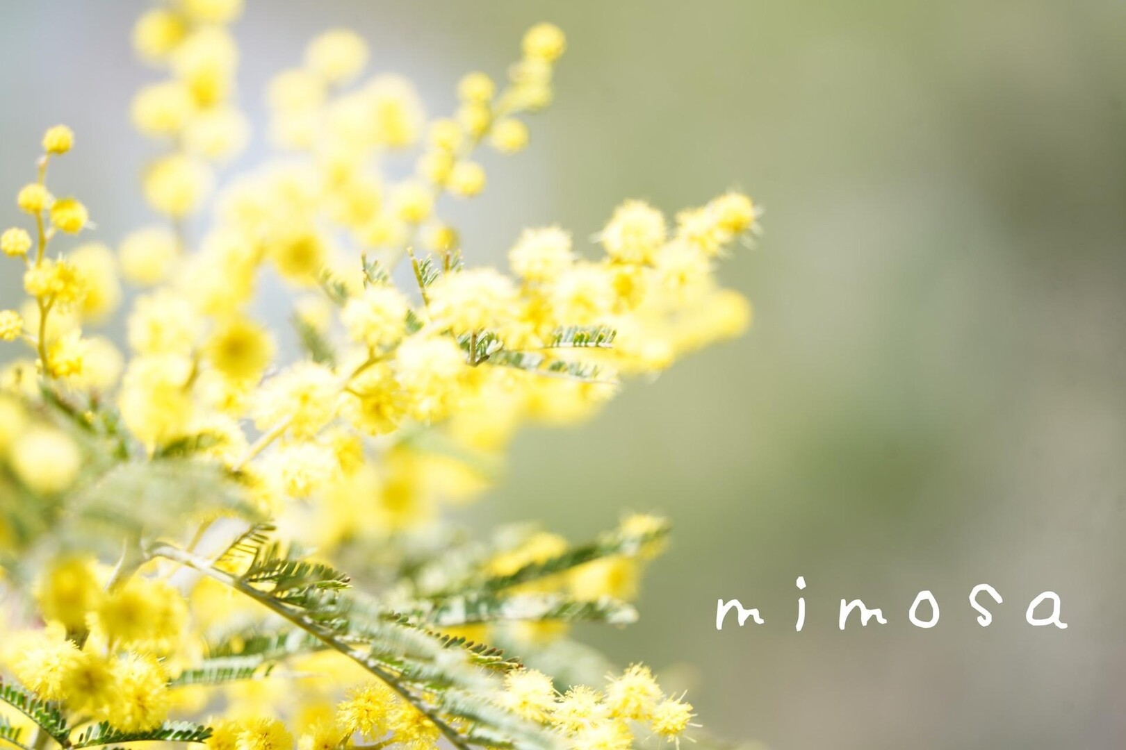 今mimosaと🍓スイーツに逢いにいきます♫🤗 / T–TAKEさんの竜ヶ岳・大黒山の活動データ | YAMAP / ヤマップ