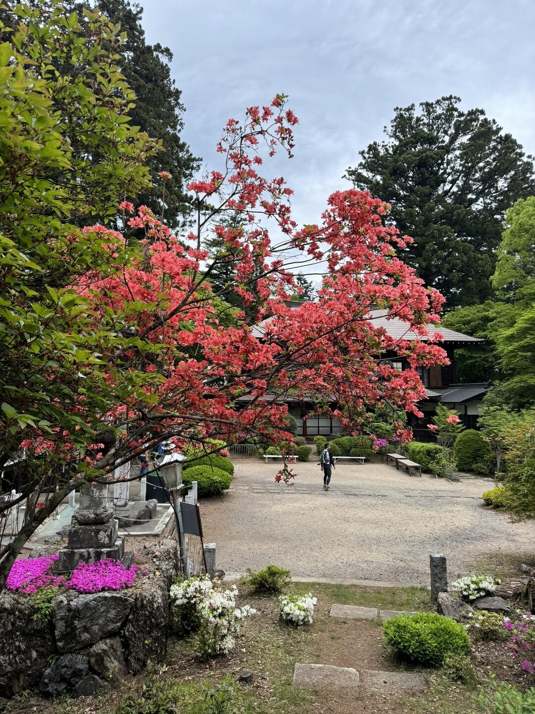 2024-05-06 高水三山 / サッキーaQさんのウォーキングの活動データ | YAMAP / ヤマップ