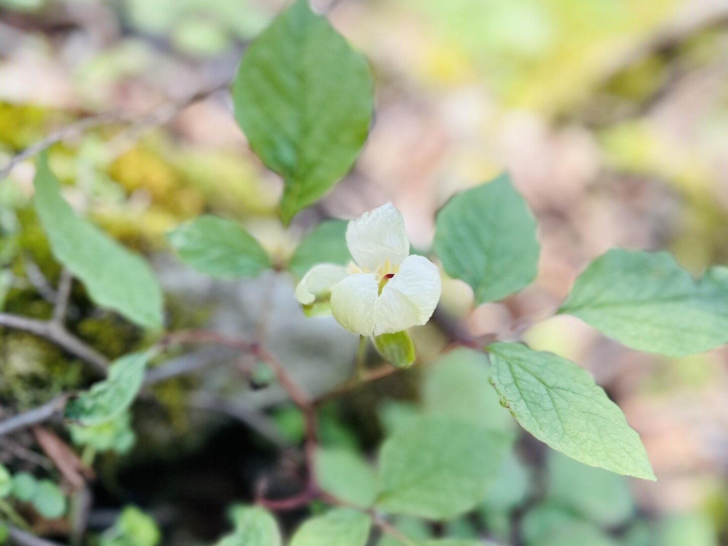 山芍薬の下見に鶏足山へ まだほとんど蕾ば... / Konchanさんのモーメント | YAMAP / ヤマップ