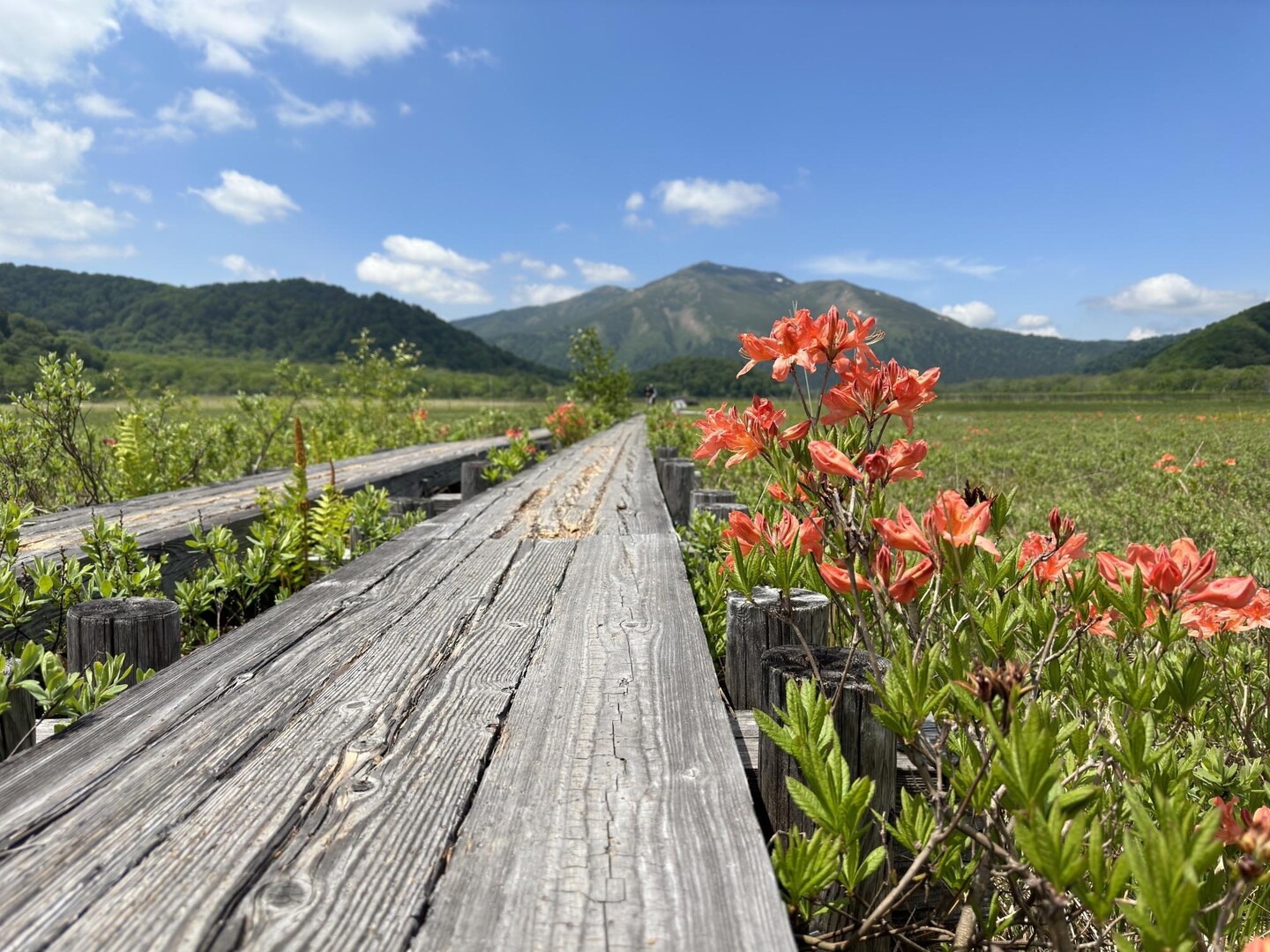 快晴の尾瀬アヤメ平は天国だった / Italさんの尾瀬・燧ヶ岳の活動データ | YAMAP / ヤマップ