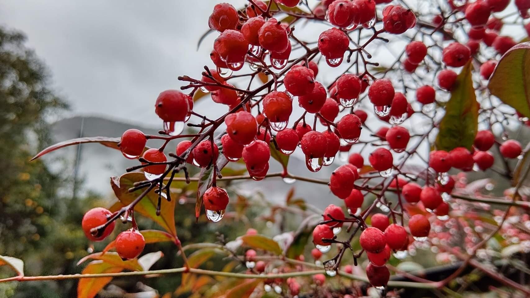 🎵 南天の真紅垂れる春の雨 悟空 / kyoyamaさんのモーメント | YAMAP / ヤマップ