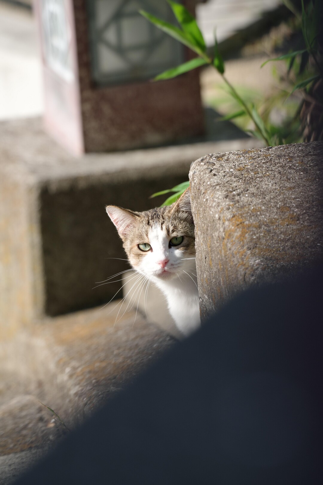 尾道さんぽ その16 / koroさんの尾道市の活動データ | YAMAP / ヤマップ