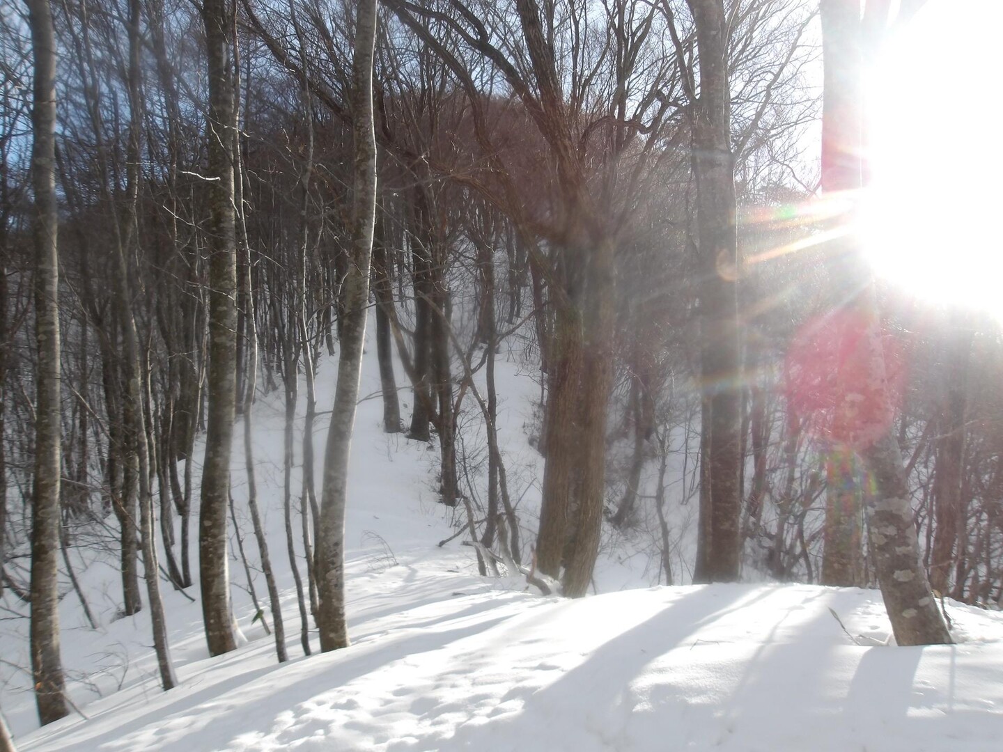 高森山（青森市・平内町） / snow@ystさんの高森山・屋敷山の活動日記 | YAMAP / ヤマップ