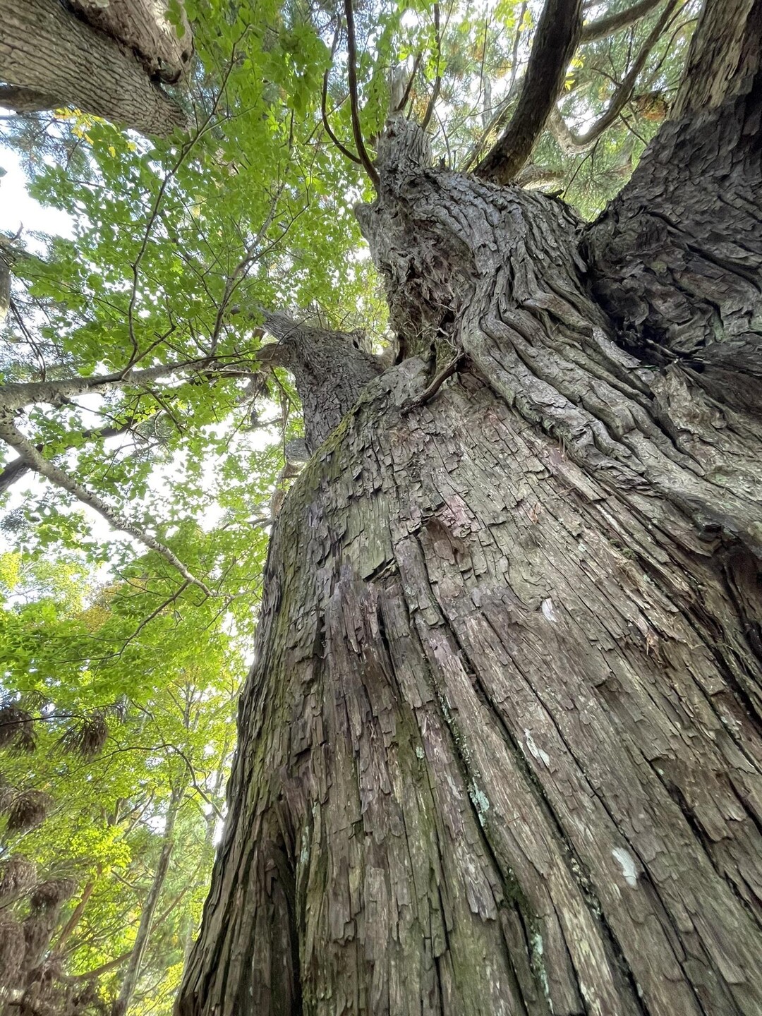 京北の光砥山・小野村割岳 巨木に出会う🌲🌳 / magukoさんの三国岳・経ヶ岳・小野村割岳の活動データ | YAMAP / ヤマップ