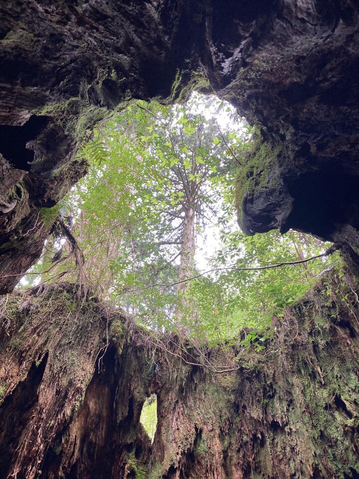 荒川登山口-ウィルソン株-縄文杉 往復コースの地図・登山ルート・登山口情報 | YAMAP / ヤマップ