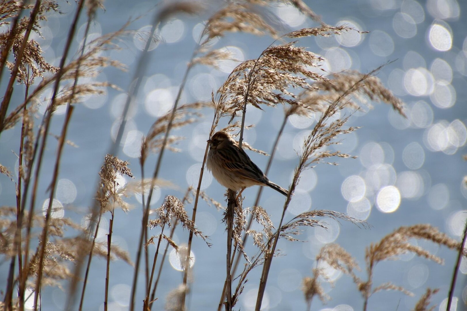小瀬川おったまげ🤩錦帯橋も🤩 / GONKEさんの米山・大応山の活動日記 | YAMAP / ヤマップ